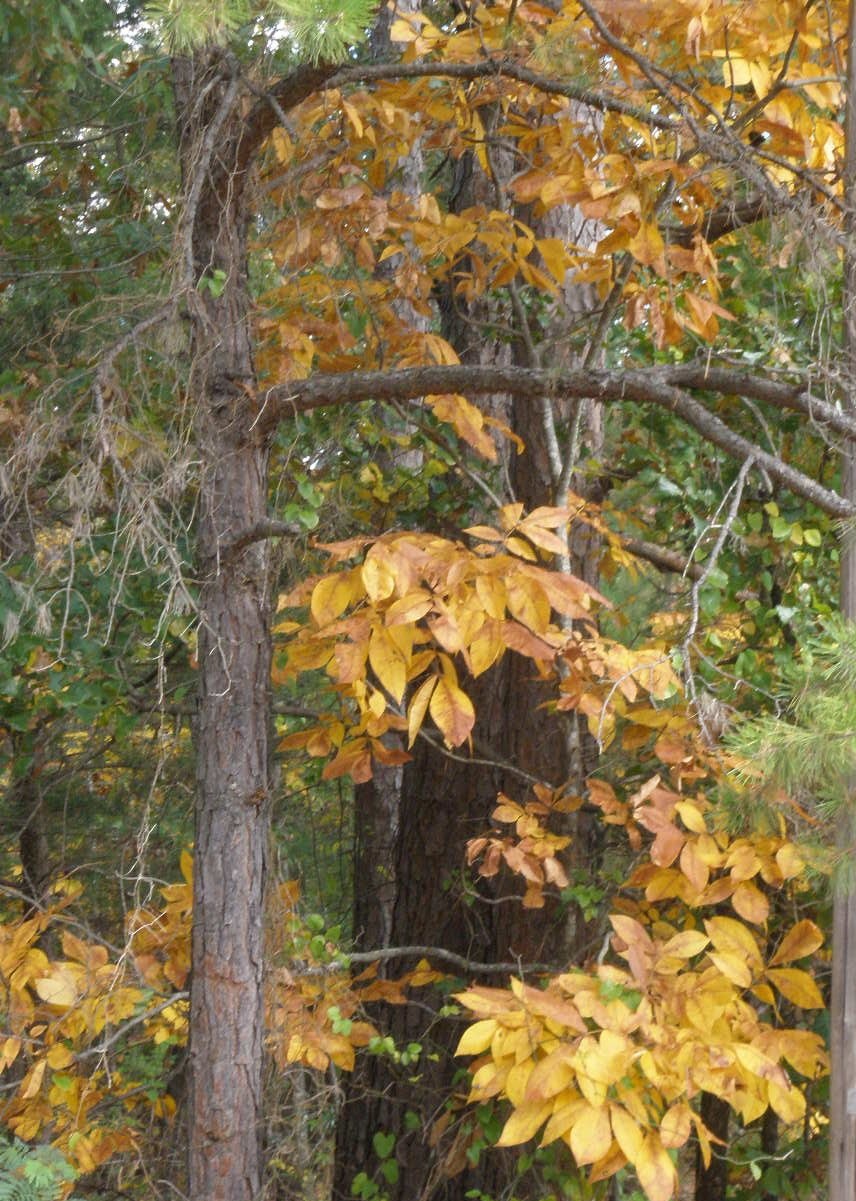 Morris County, Texas